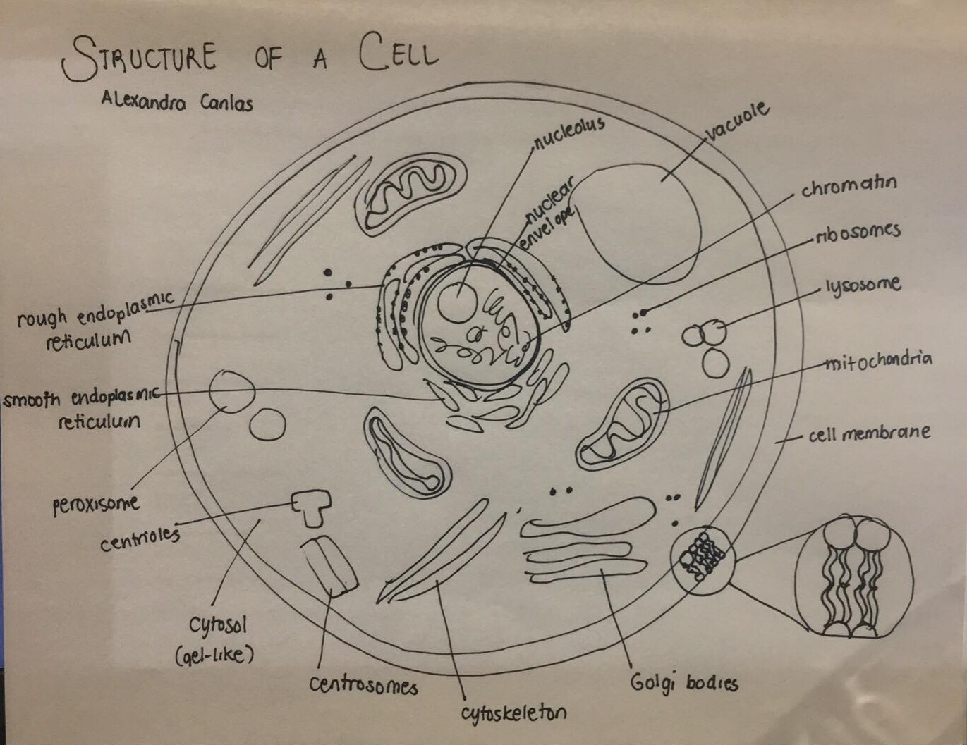 Cell Biology When Neurons Fire