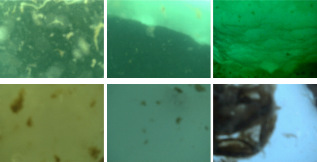 Giant clumps of ice algae! | BORG