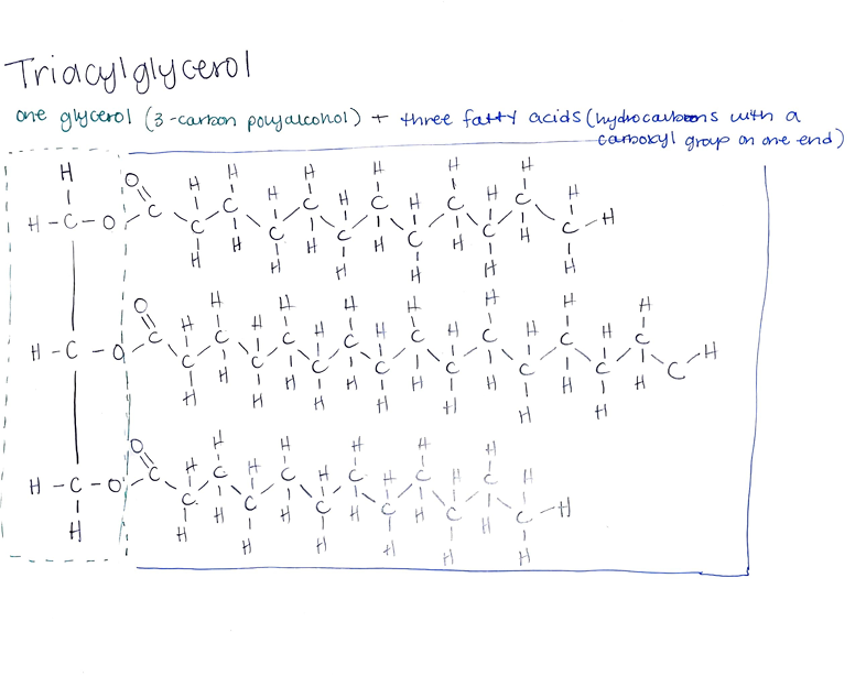 Biomolecule Drawing: Triacylglycerol | Biomedical Science Studies