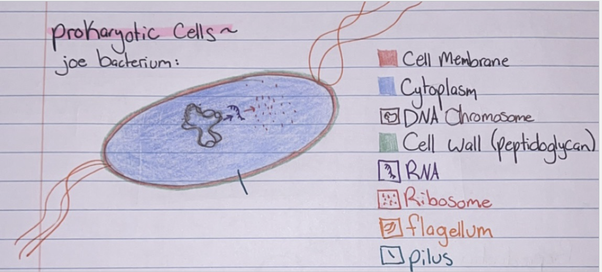 Prokaryotic Cell Drawing – biologyportfolio-bw