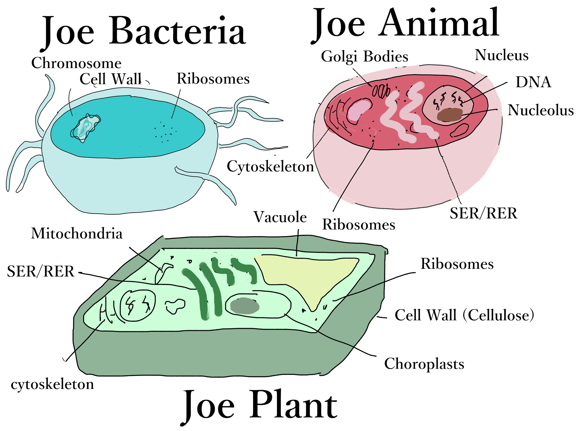 #1 Cell Illustration | Taylor's Biology Archive