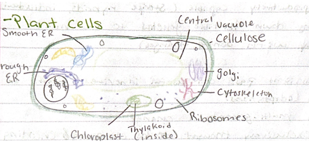 Plant Cell Illustration | Cell Biology ePortfolio