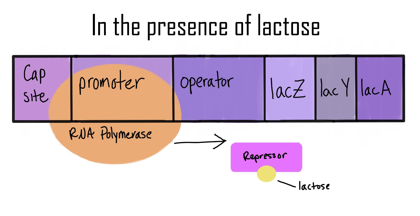 Lac Operon | purplehairedscientist